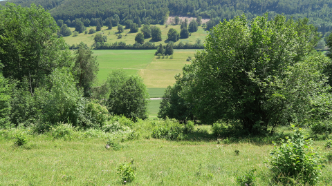 Lutte contre l’embroussaillement du Pâturage boisé du Droit de ...